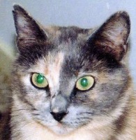 hanjisu - Roboflow Universe