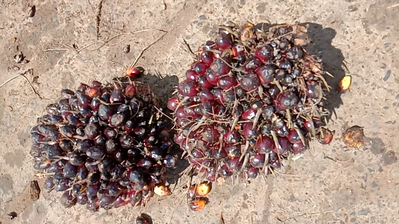 Sawit - Roboflow Universe