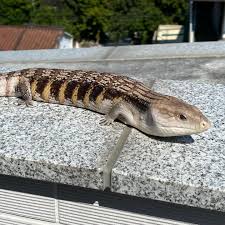 work Object Detection Dataset by asdf