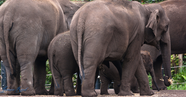 Elephant Daytime Pose Detection Keypoint Detection Dataset by Elephant project