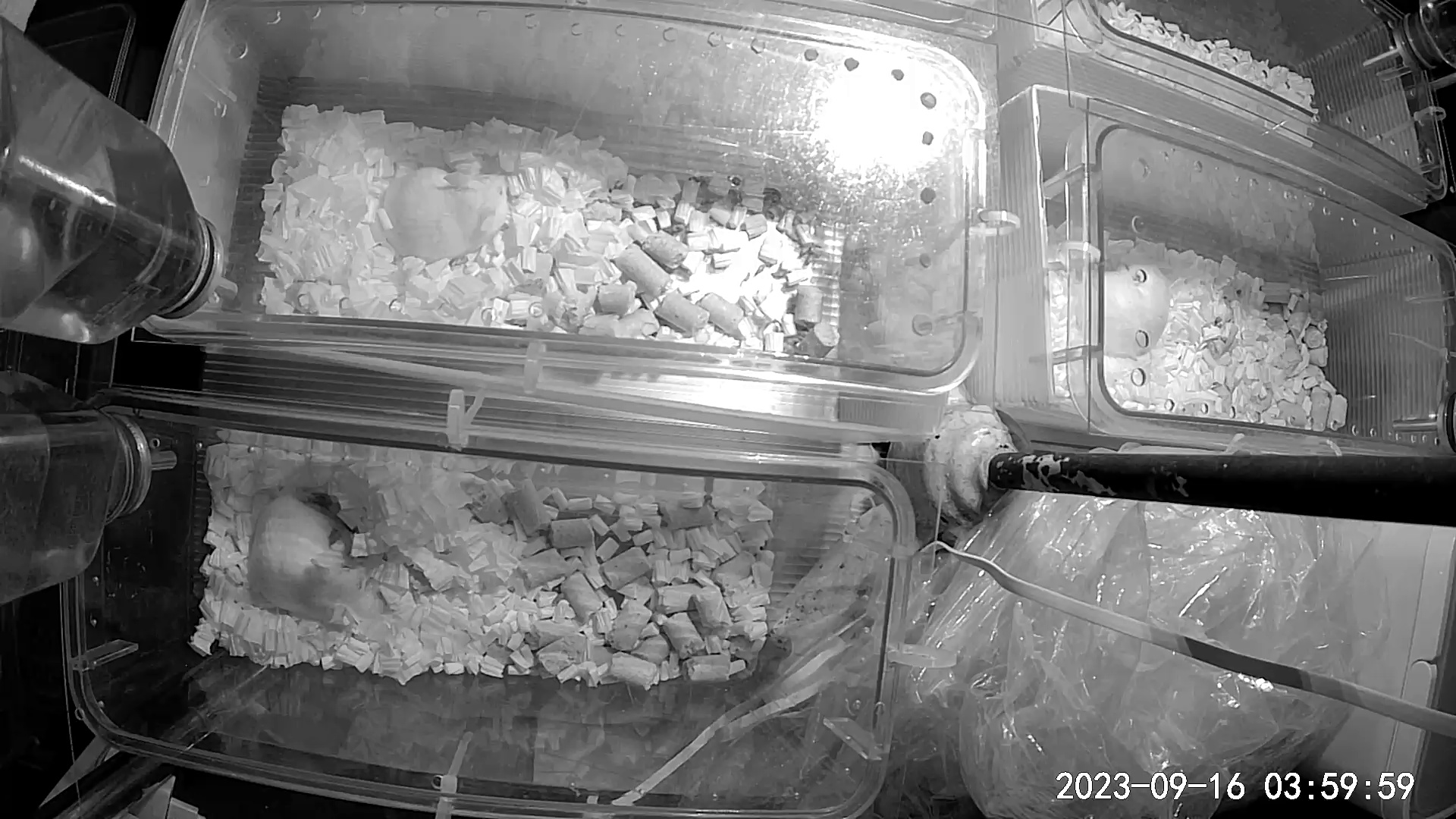 mouse_cage_bottle_230921 Instance Segmentation Dataset by naomi teranishi