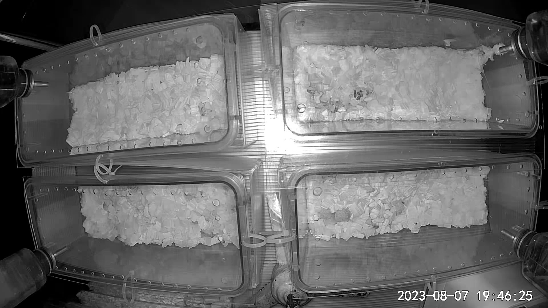 mouse_dark_230804 Instance Segmentation Dataset and Pre-Trained Model by naomi teranishi