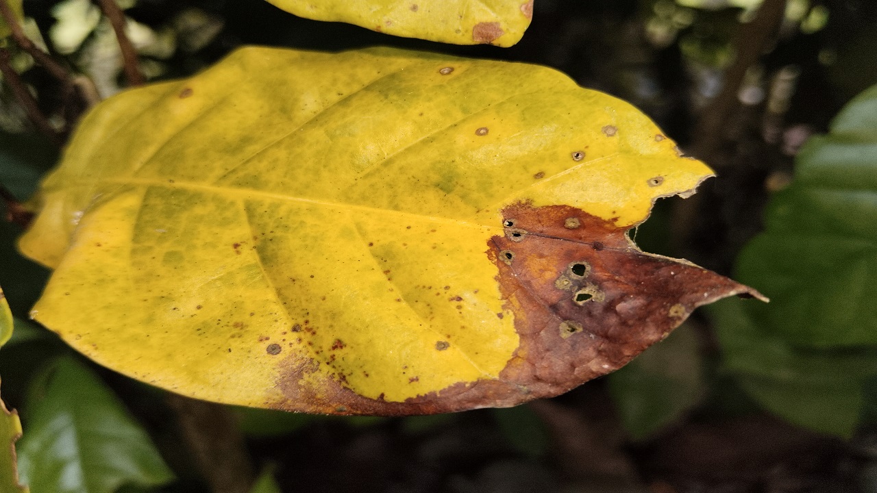 thesisModel Instance Segmentation Model by thesis