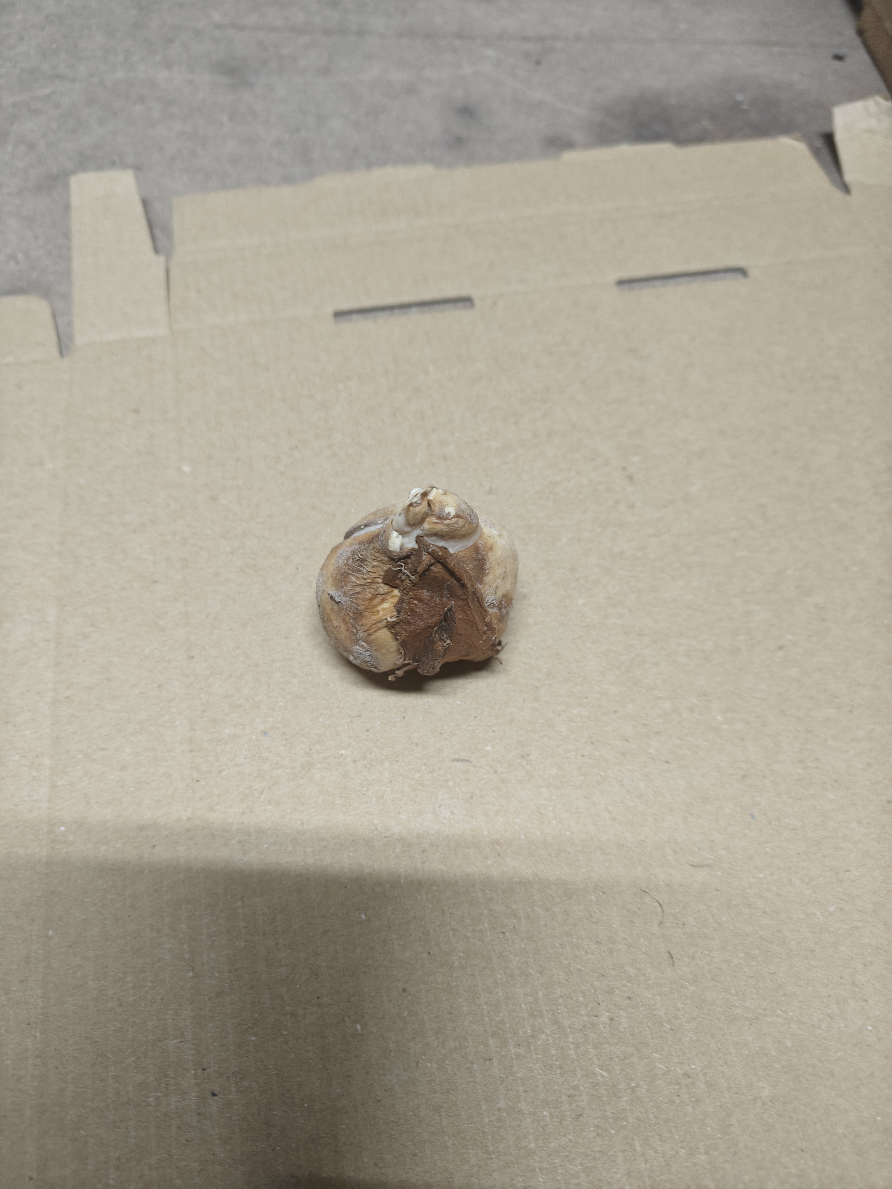 Defect tulip bulb detection Model by Aise