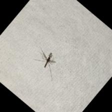 Anopheles-4 Classification Dataset by Data