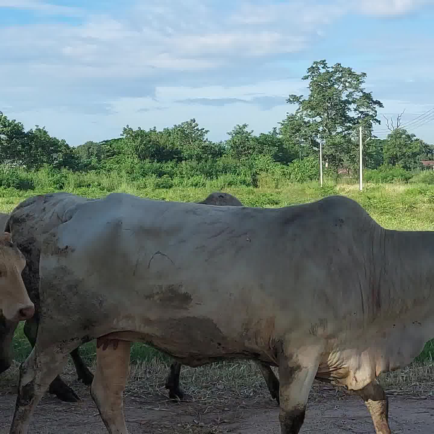 Cow side view Object Detection Model by University