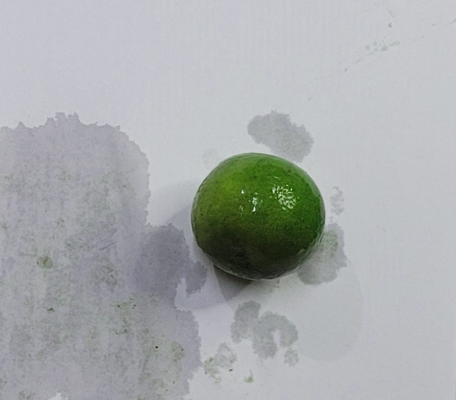 Calamansi Fruit Detection Object Detection Dataset by Lode