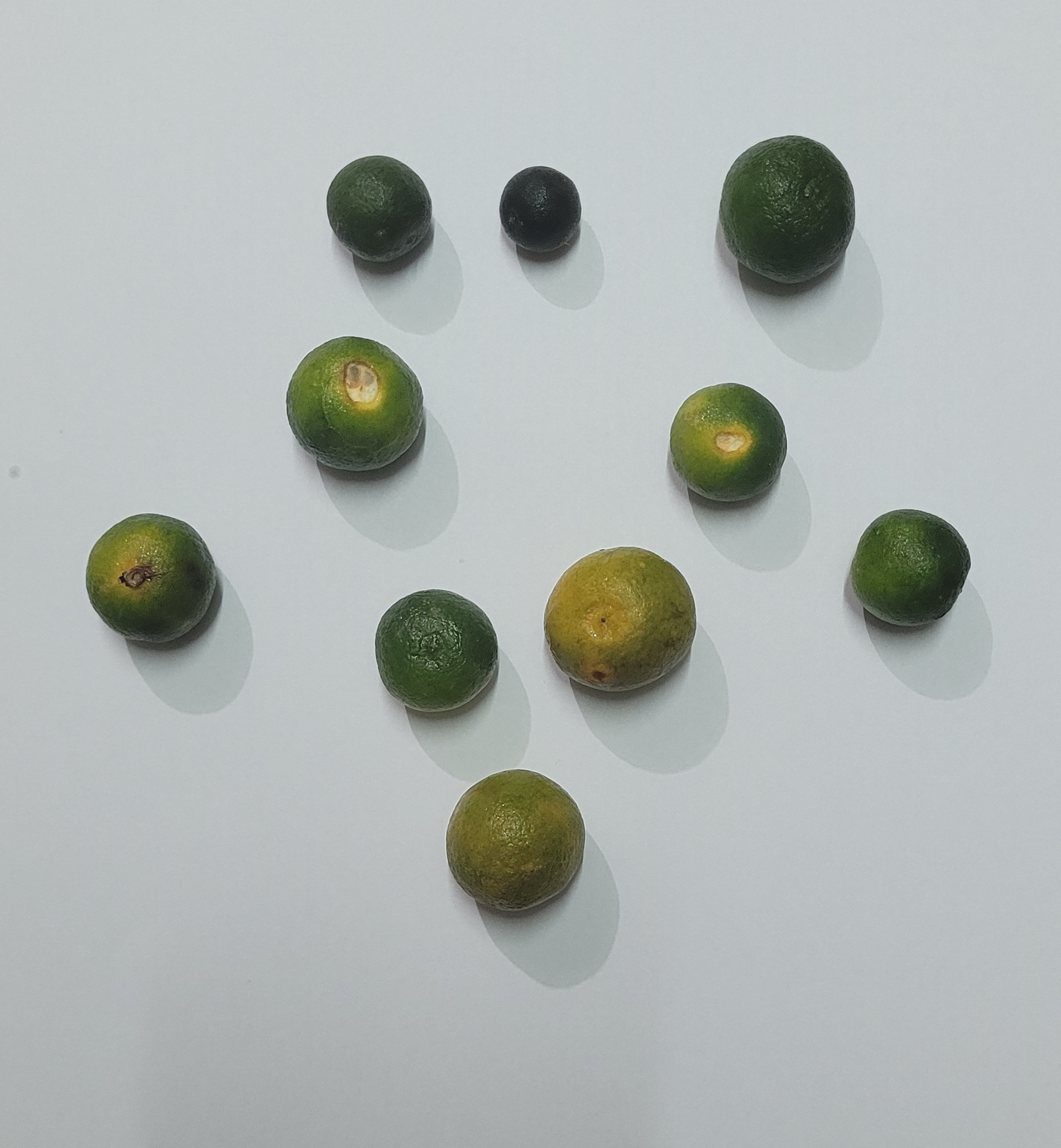 Calamansi Fruit Detection Object Detection Dataset by Lode