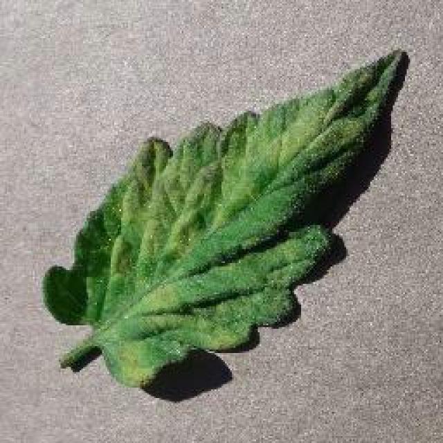 allto Instance Segmentation Dataset and Pre-Trained Model by tomato