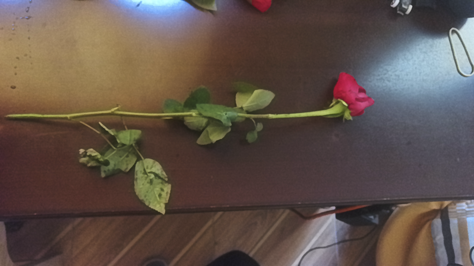 Rose Segmentation Instance Segmentation Dataset by AND