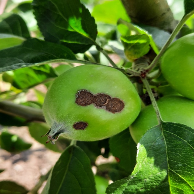 Object Segmentation Instance Segmentation Dataset And Pre Trained Model