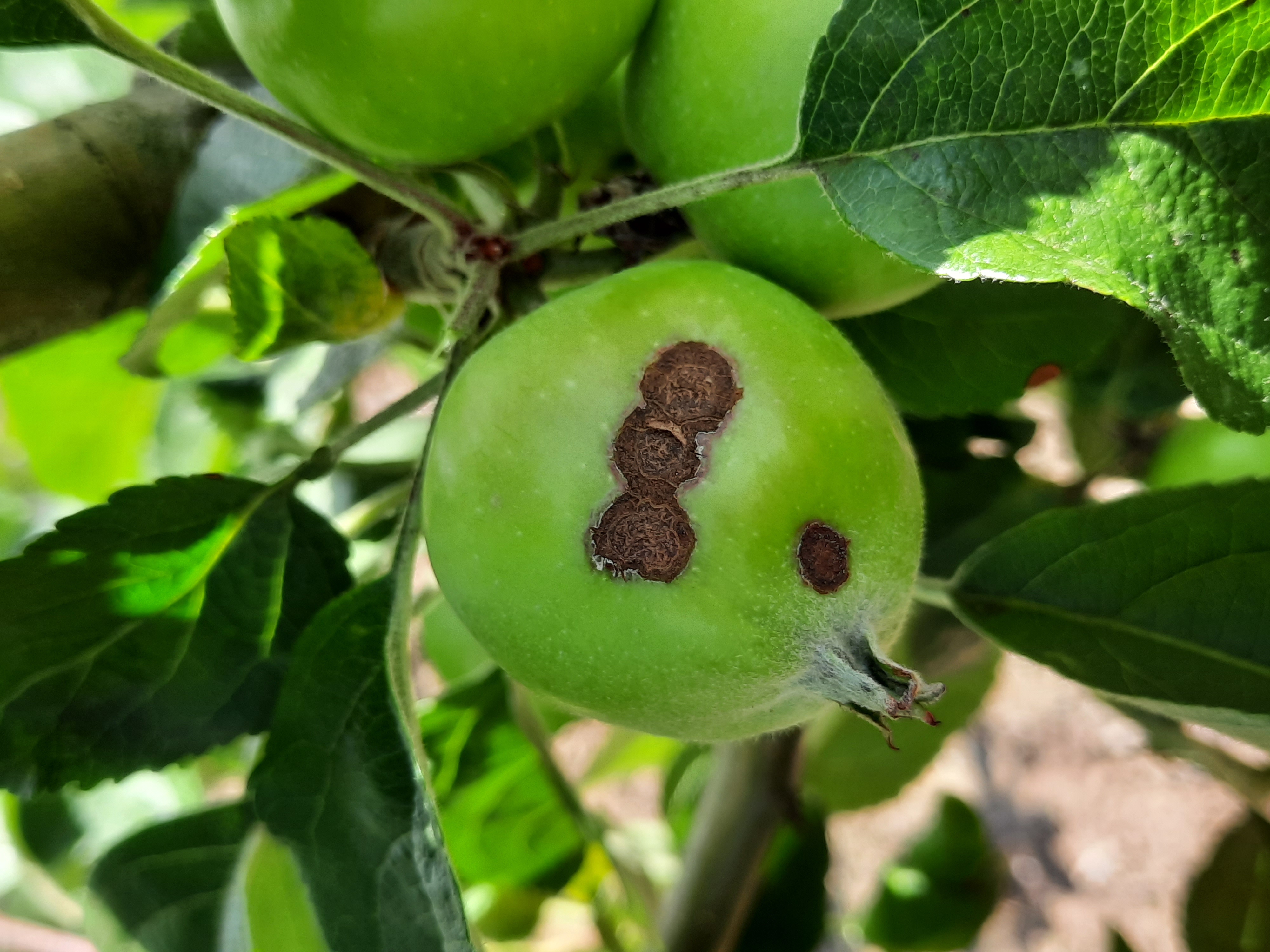 note Object Detection Model by Akumen Artificial Intelligence private limited