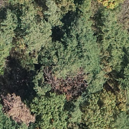 tree Object Detection Dataset by myhome