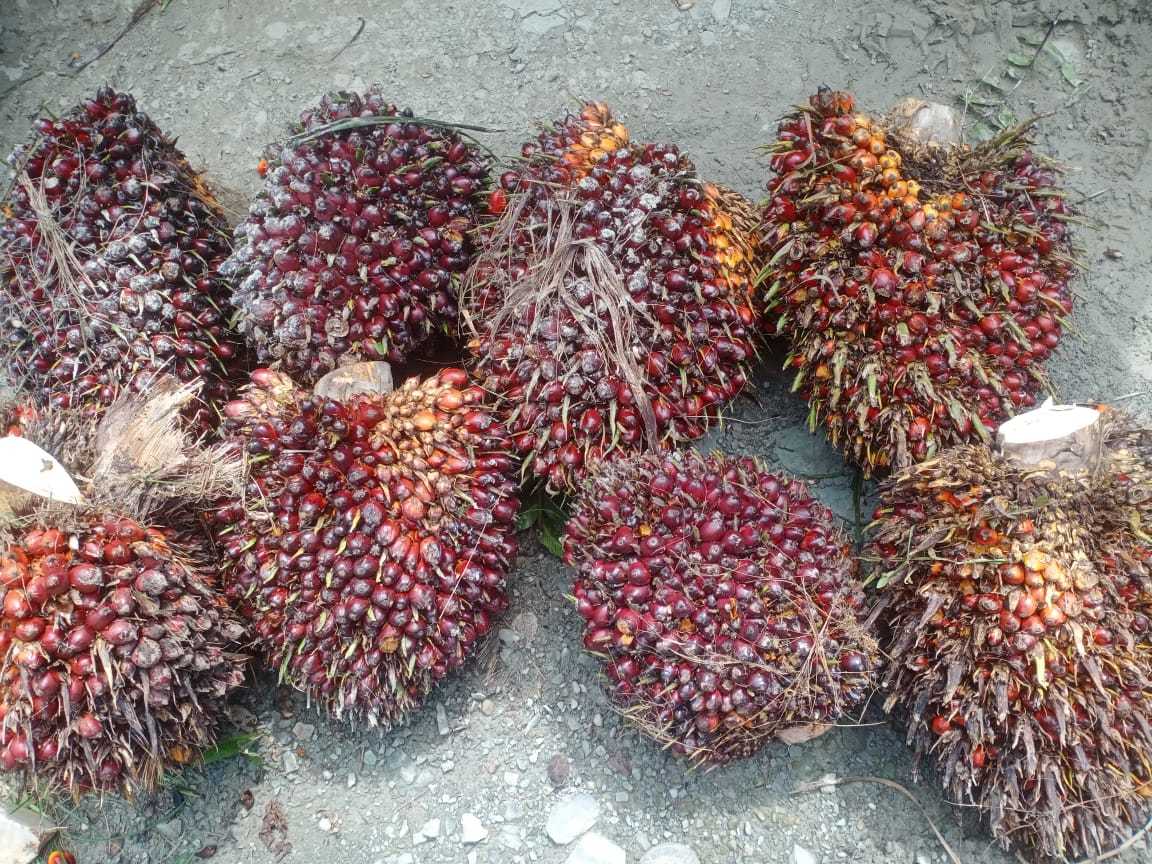 FFB v2 Object Detection Dataset by Kuroi Neko