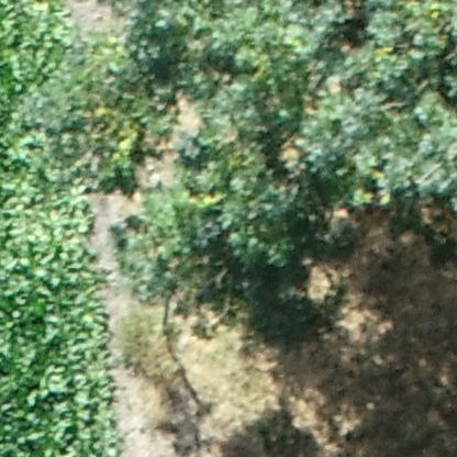 Weed Detection ML Object Detection Dataset by ML Projects