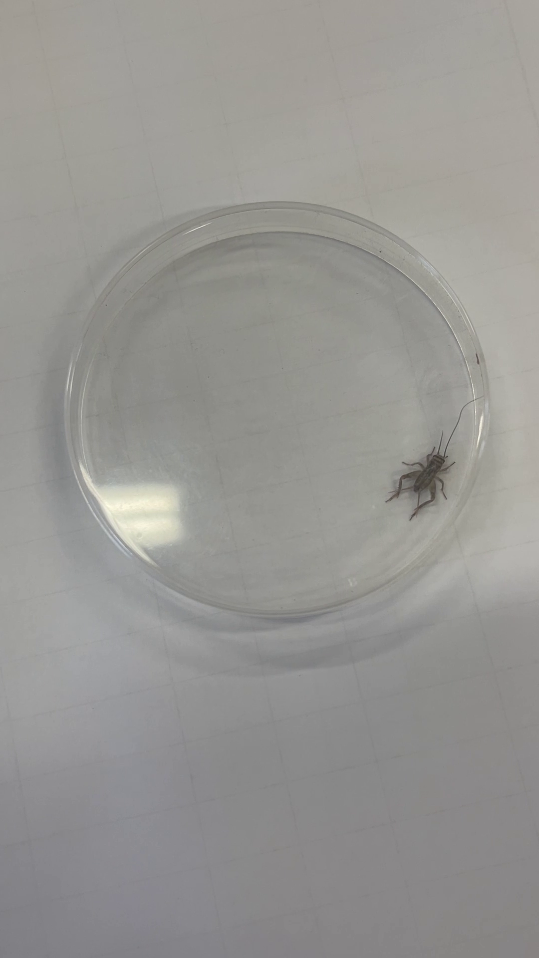 hopper Object Detection Dataset and Pre-Trained Model by homework