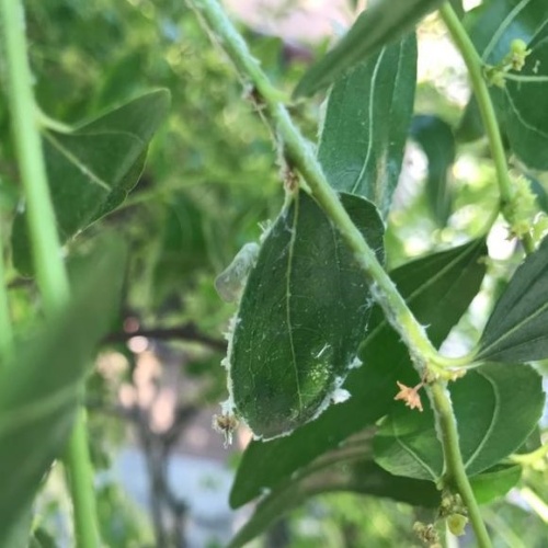 hunnap_detect Object Detection Dataset and Pre-Trained Model by uludag university