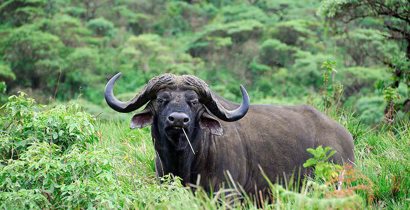 Animal Species Detection Object Detection Model by EcoWatchAI