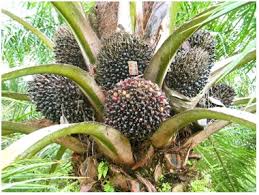 FFB detection Object Detection Model by Ahmad Fathoni