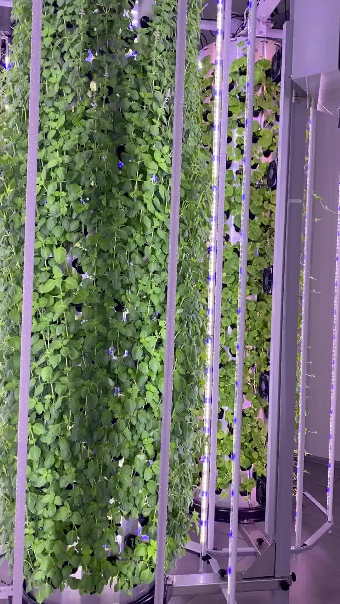 basilic_tulsi_plant Instance Segmentation Dataset by object