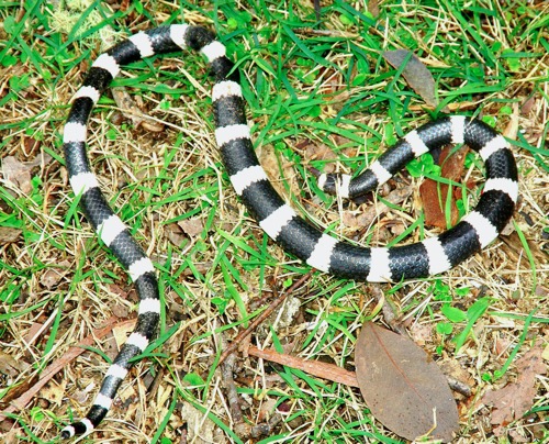 snake breed identification Object Detection Dataset by new-workspace-8kcms