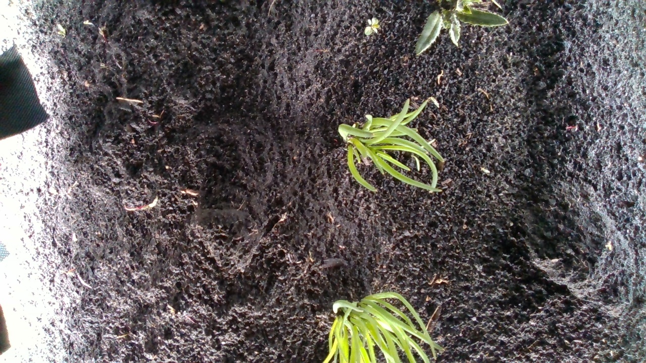 WF2 Object Detection Dataset by WeedFinal