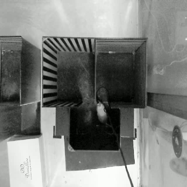 Mouse Object Detection Dataset By Headdetection