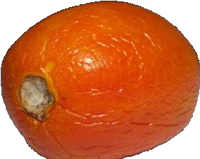 Tomato classification Instance Segmentation Model by tomato classification