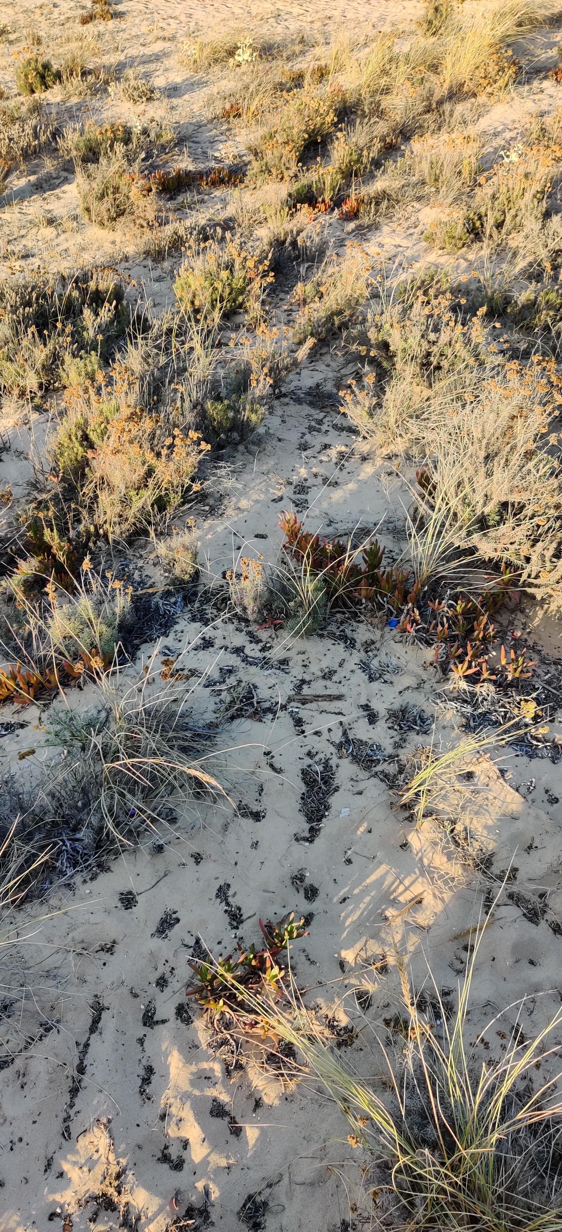 Underwater Plastic Classification Instance Segmentation Dataset and Pre-Trained Model by a