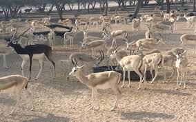 detection Object Detection Dataset and Pre-Trained Model by assignment yolo