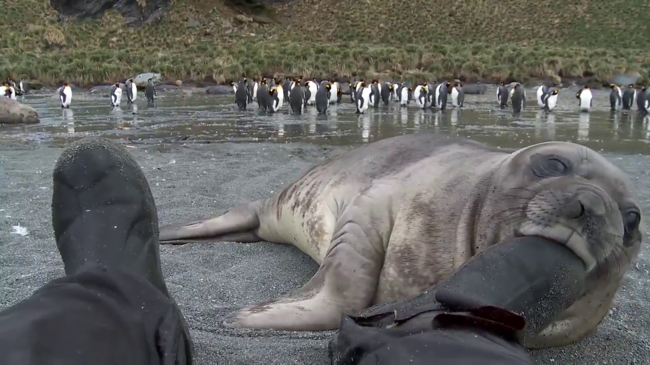 Seal New Object Detection Dataset V1 2022 11 16 5 28pm By Ticon