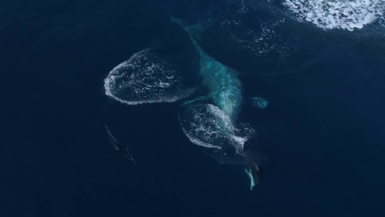 Whale New Object Detection Dataset by TiCON System Ltd