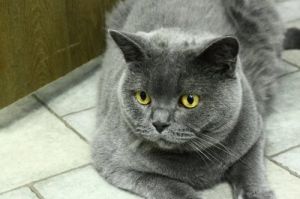 Cat Breeds Object Detection Dataset (v1, 2024-05-23 2:38am) by Neural Networks