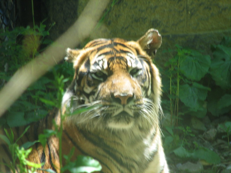 Tiger Object Detection Model by Benz