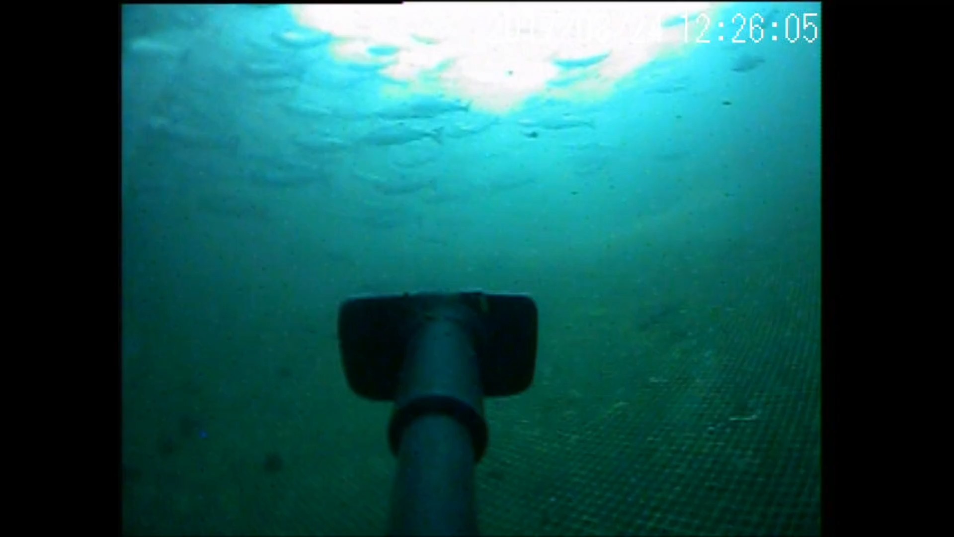 dead fish detector Object Detection Dataset by Alexanderia University