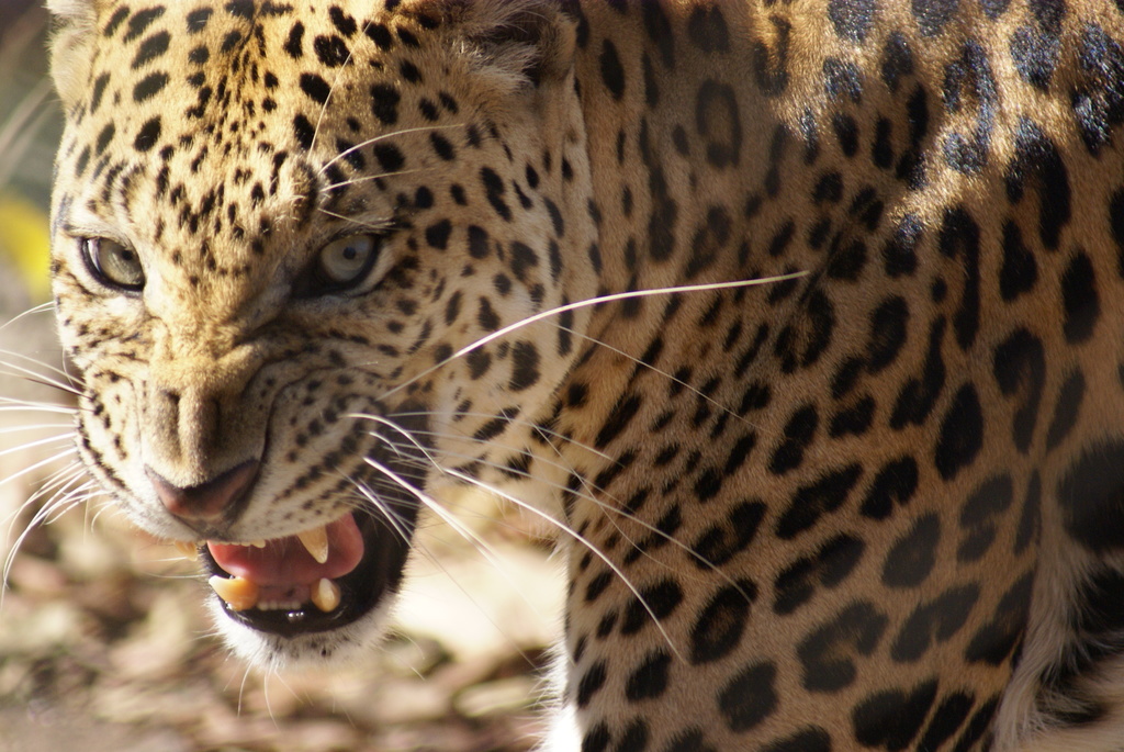 leopard Object Detection Dataset by AM Meshworld