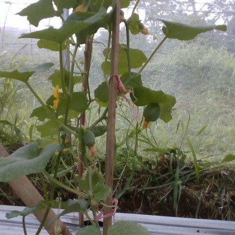 Object Detection Melon Fruit Object Detection Dataset and Pre-Trained Model by Institut ...