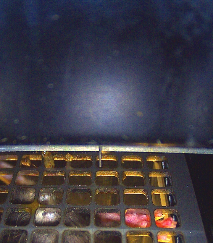 mice_feet_middle Instance Segmentation Dataset and Pre-Trained Model by coco json