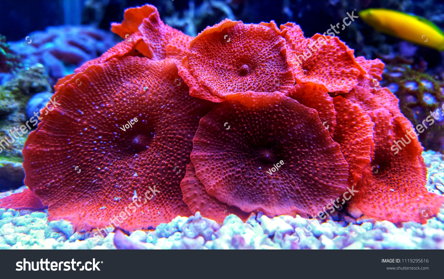 coral reef Object Detection Dataset by Rapeepat