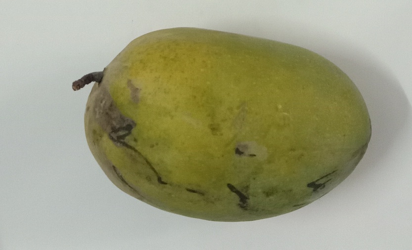 Mango_fake Object Detection Dataset by Rapeepat