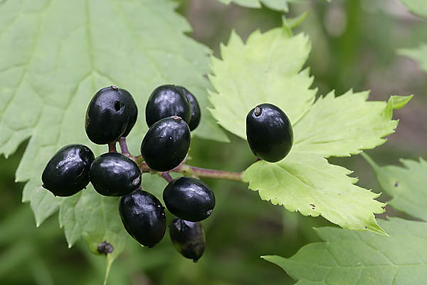 Edible and inedible berries Object Detection Model by Kabinet