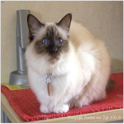 cats Classification Dataset by cats