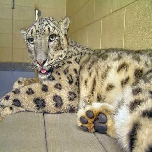 Leopard Object Detection Dataset by Trackabox