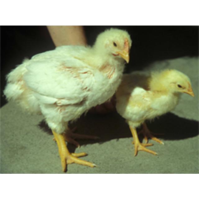 Chicken Object Detection Model (v1, 2025-07-14 3:06pm) by ChinaProject