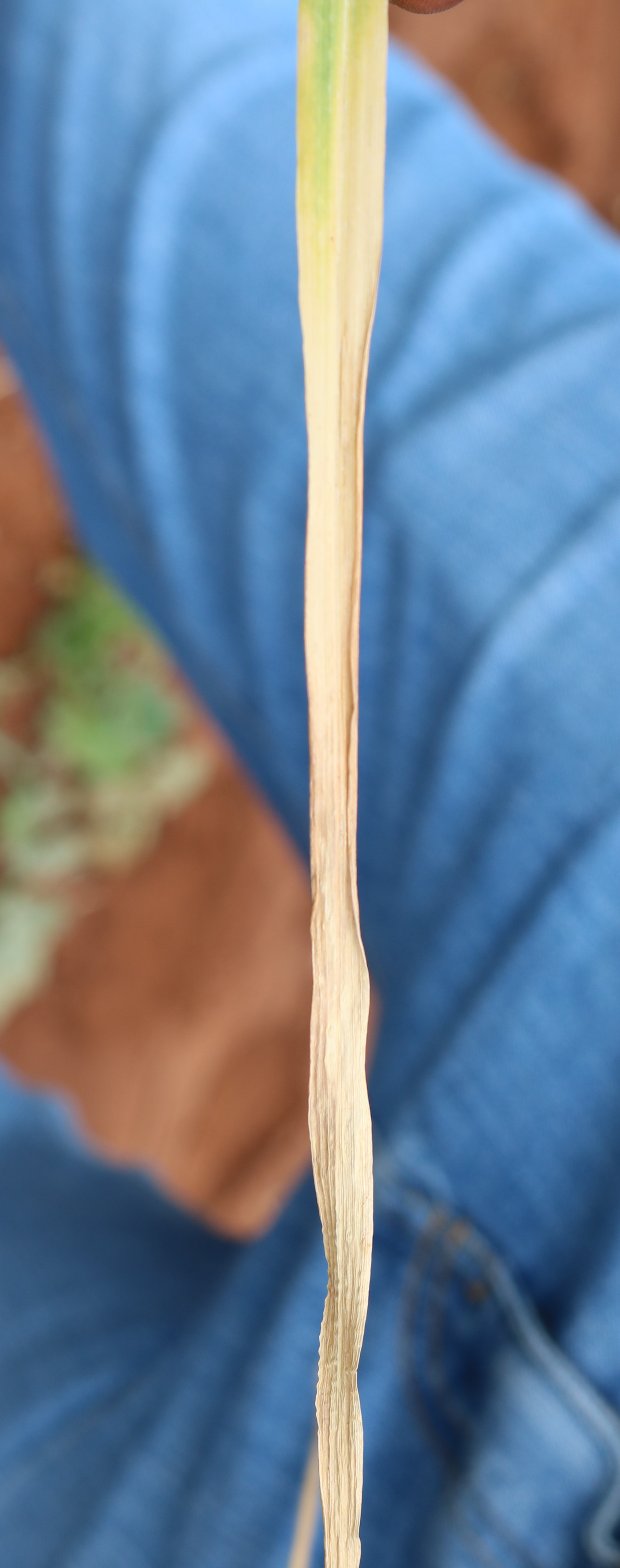 Wheat Disease Detection Object Detection Dataset And Pre Trained Model By Iiit Agriai