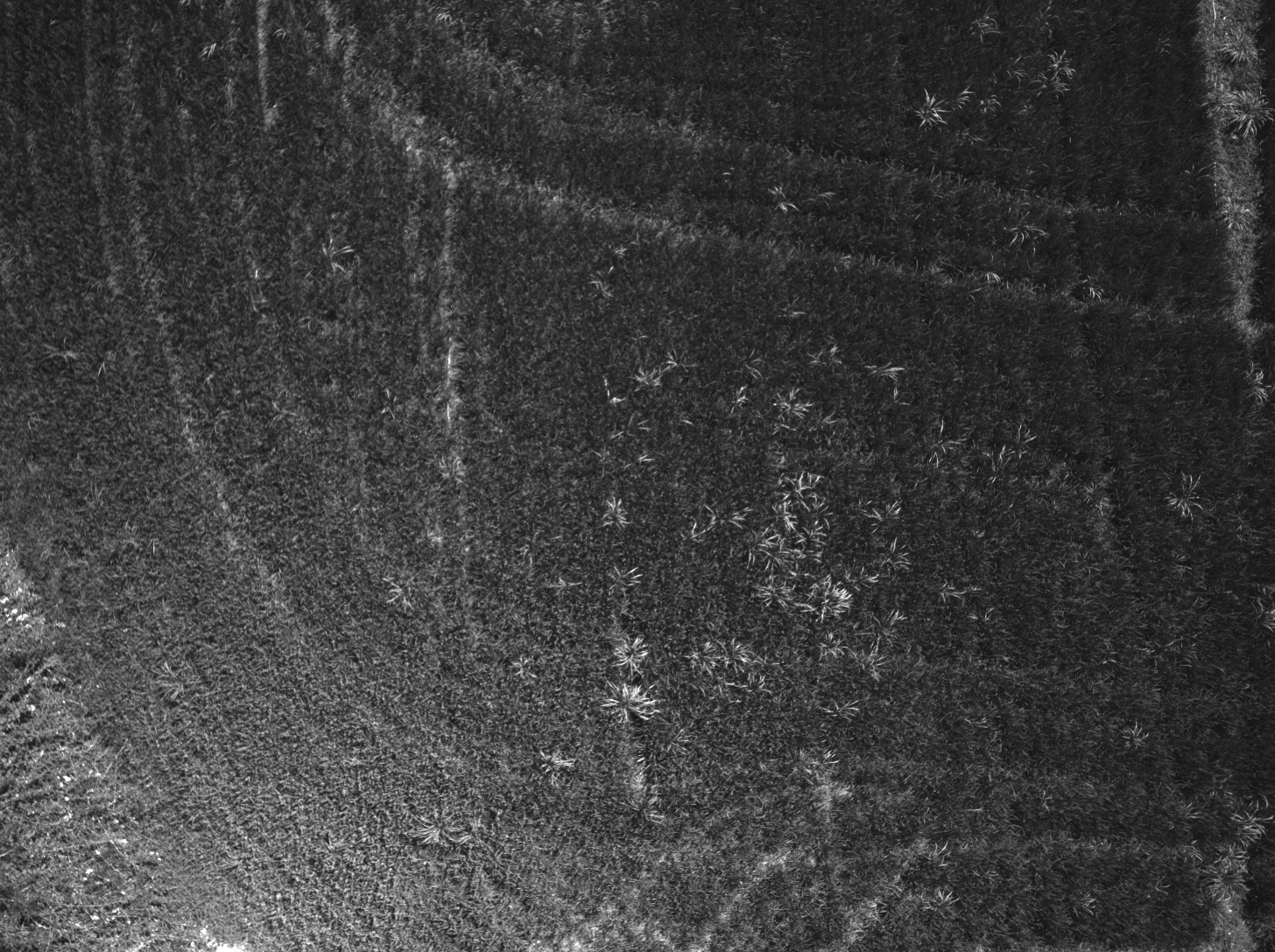 How To Use The Rice Object Detection Api