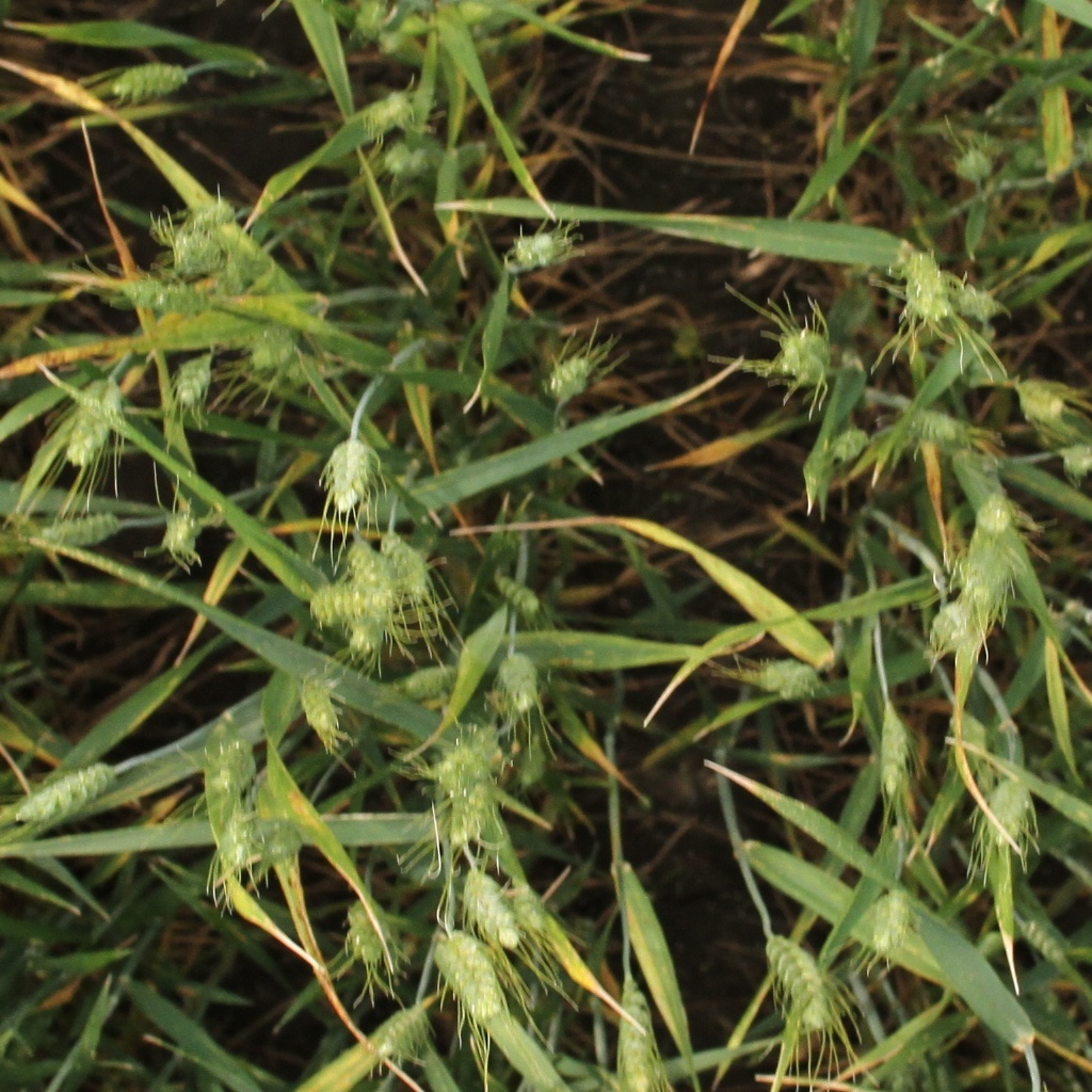 Wheat Instance Segmentation Dataset By Wheat