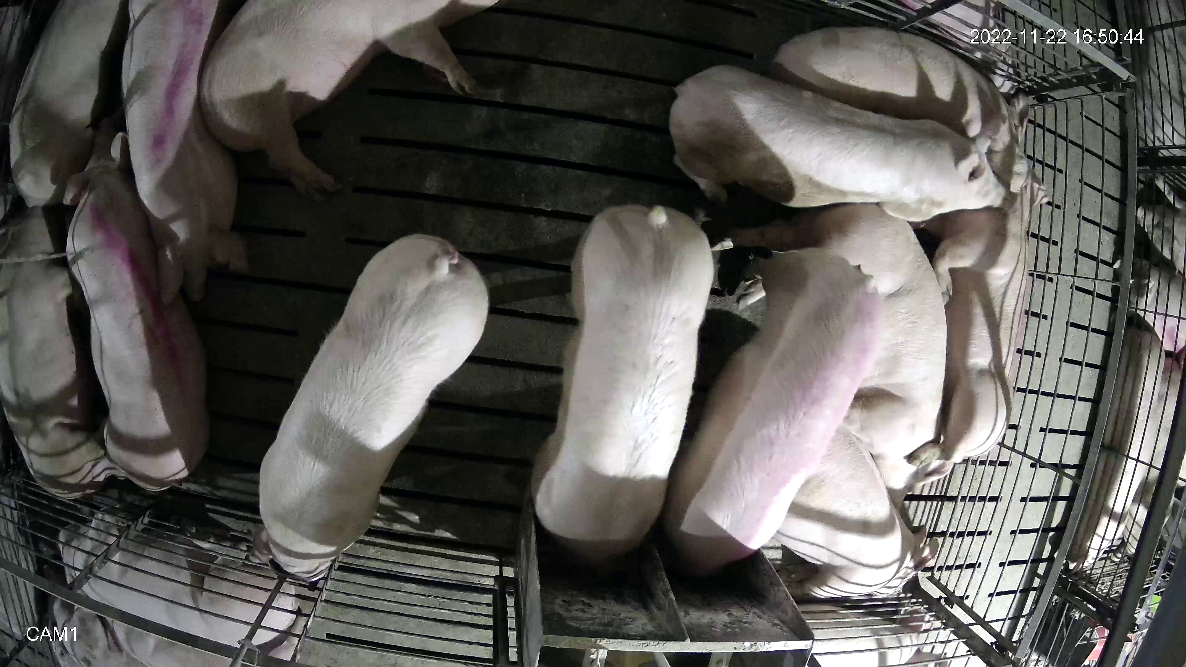 cargill instance 50-1 Instance Segmentation Dataset and Pre-Trained Model by cargill