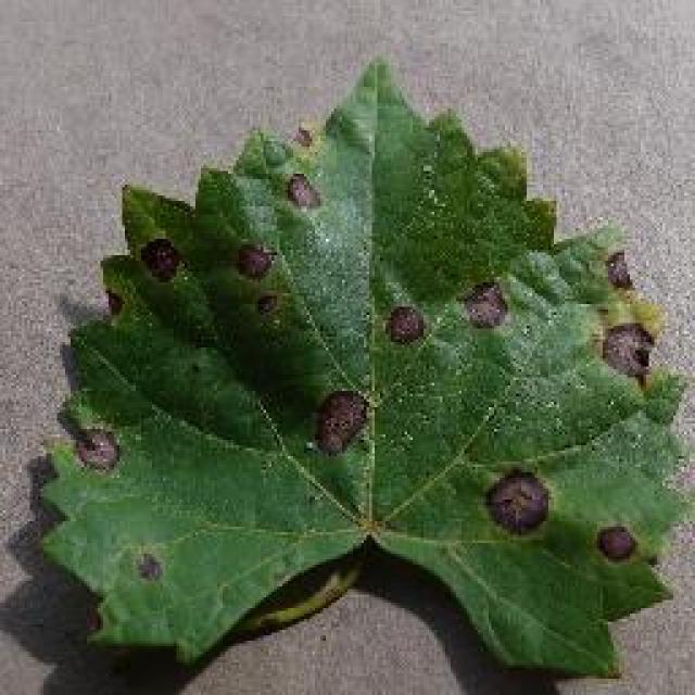 FlyLensCopyMask Object Detection Dataset and Pre-Trained Model by Marc