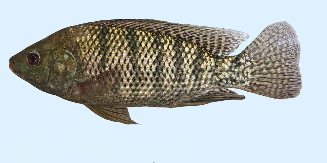 New Project Fish Object Detection Dataset and Pre-Trained Model by ...